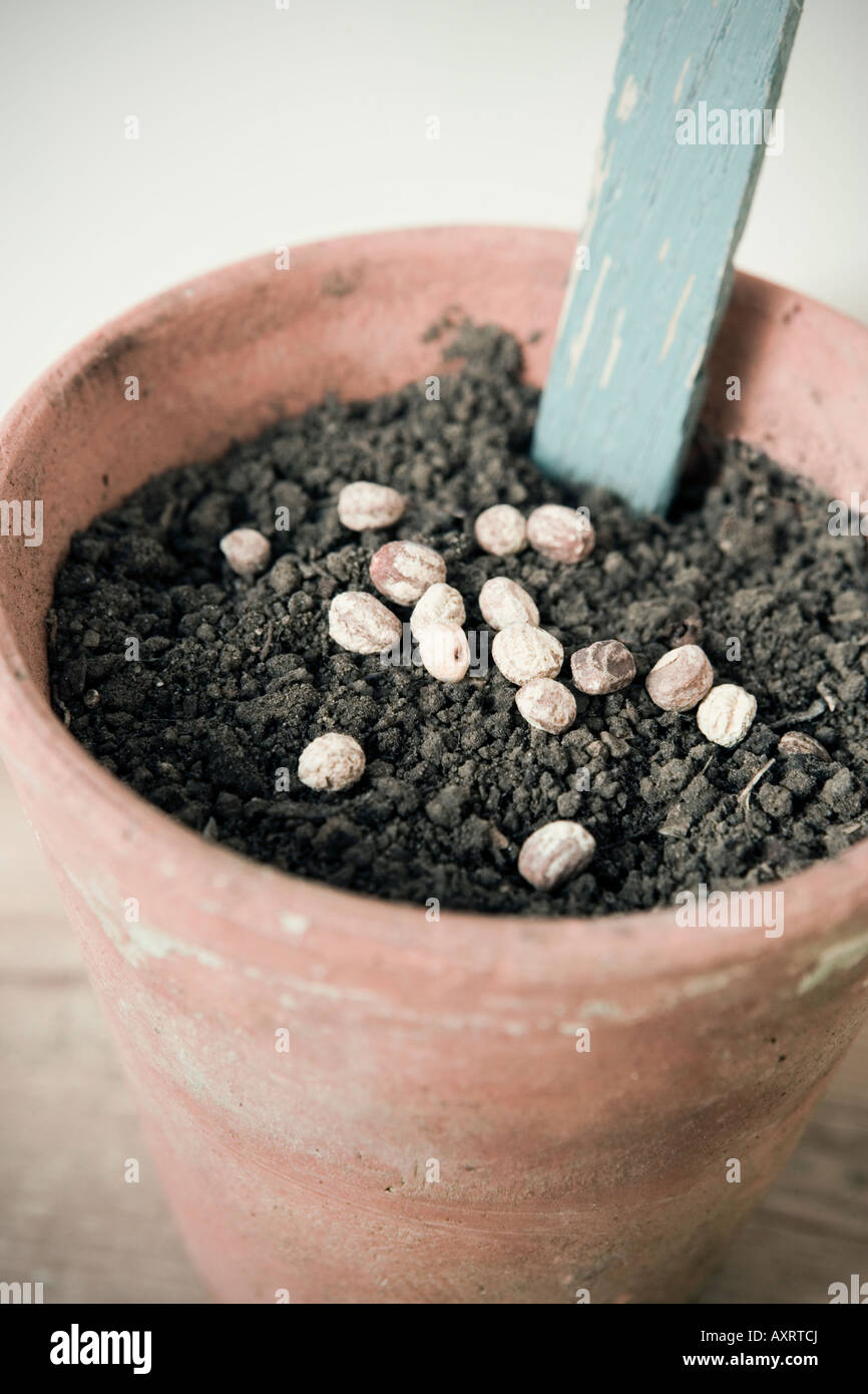 Seeds in a pot Stock Photo - Alamy
