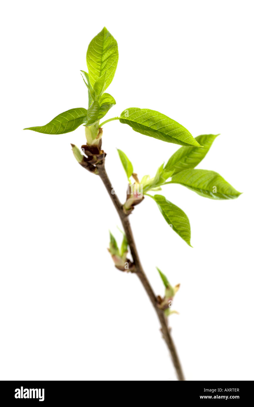 Growing New leaves is spring season isolated on white Stock Photo - Alamy