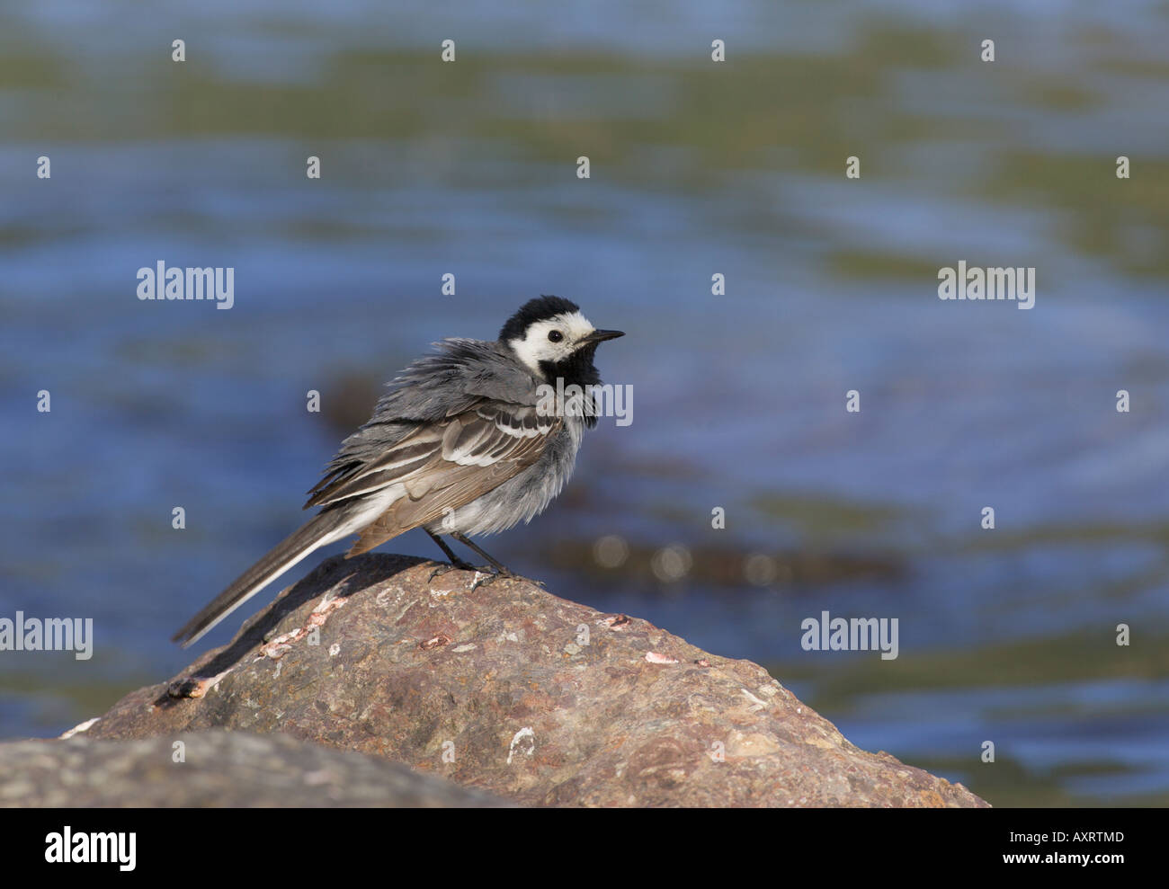 Bird fluffing up plumage hi-res stock photography and images - Alamy