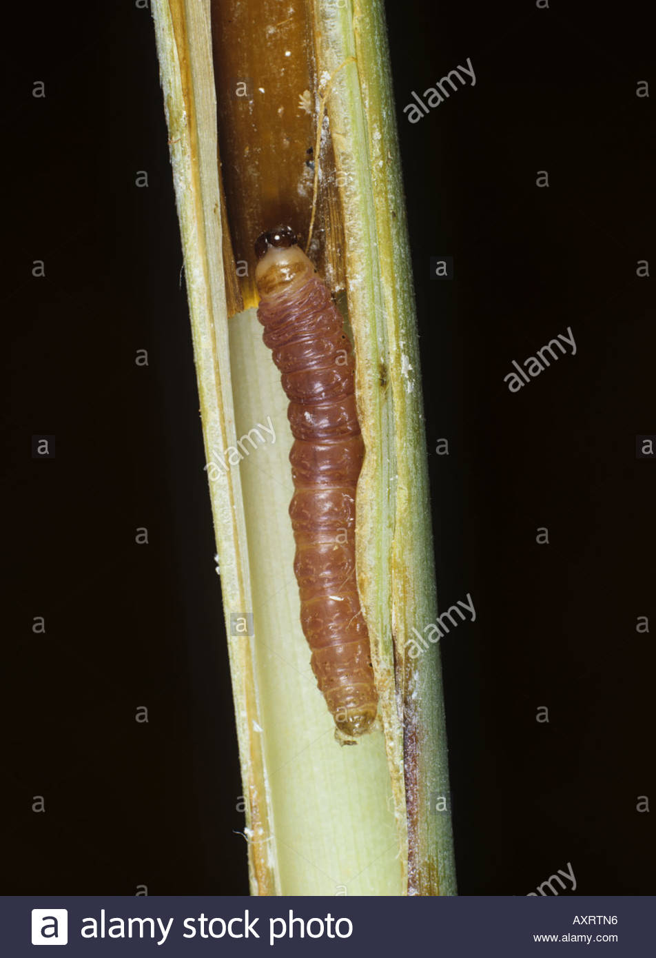 Stem Borer High Resolution Stock Photography and Images - Alamy