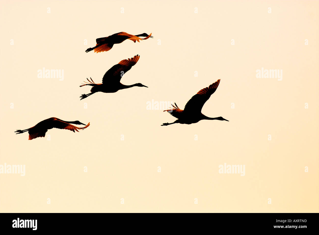 Red Crowned Crane Flying