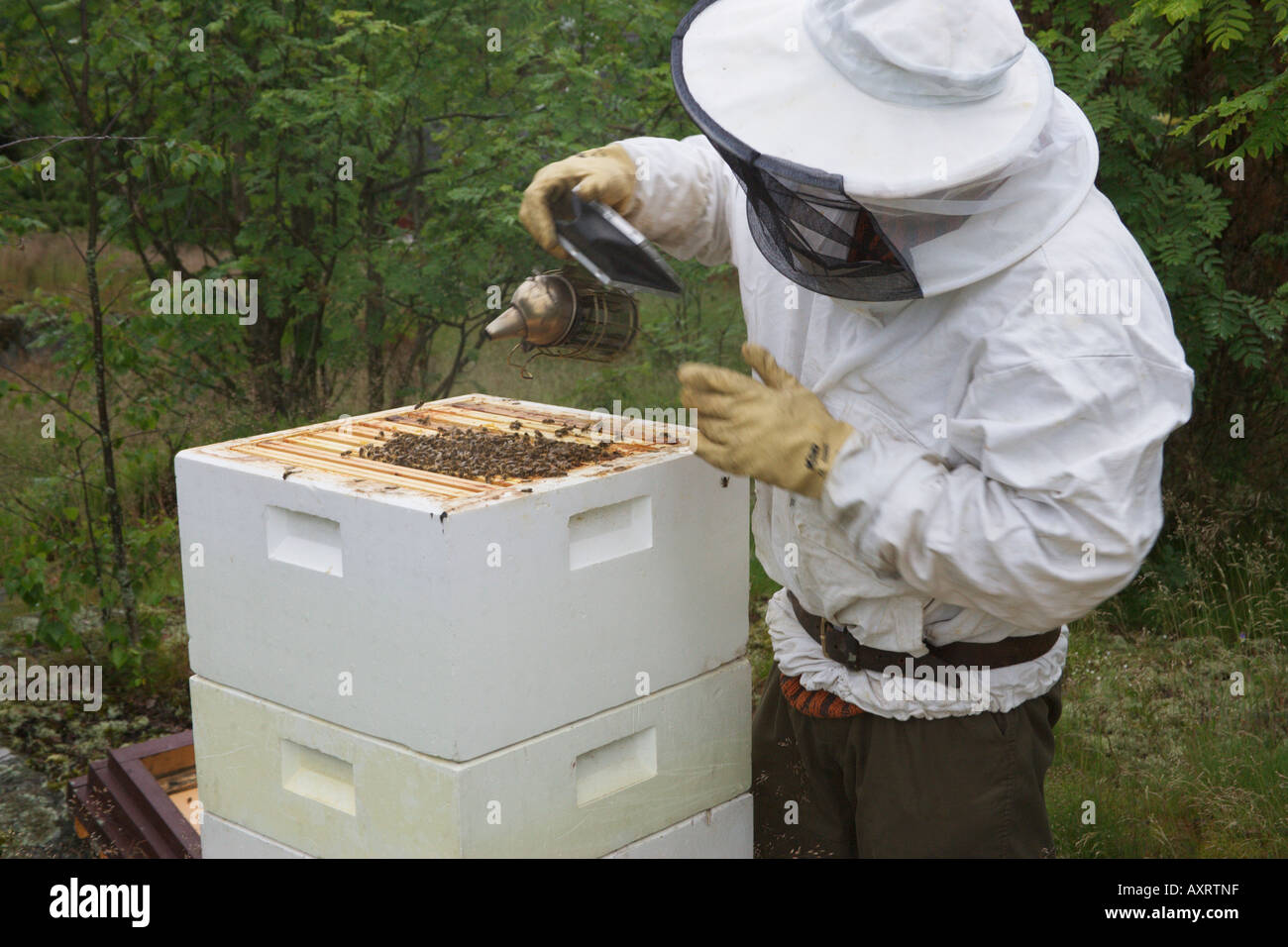 Beekeeper smoking bees out of a hive Stock Photo - Alamy