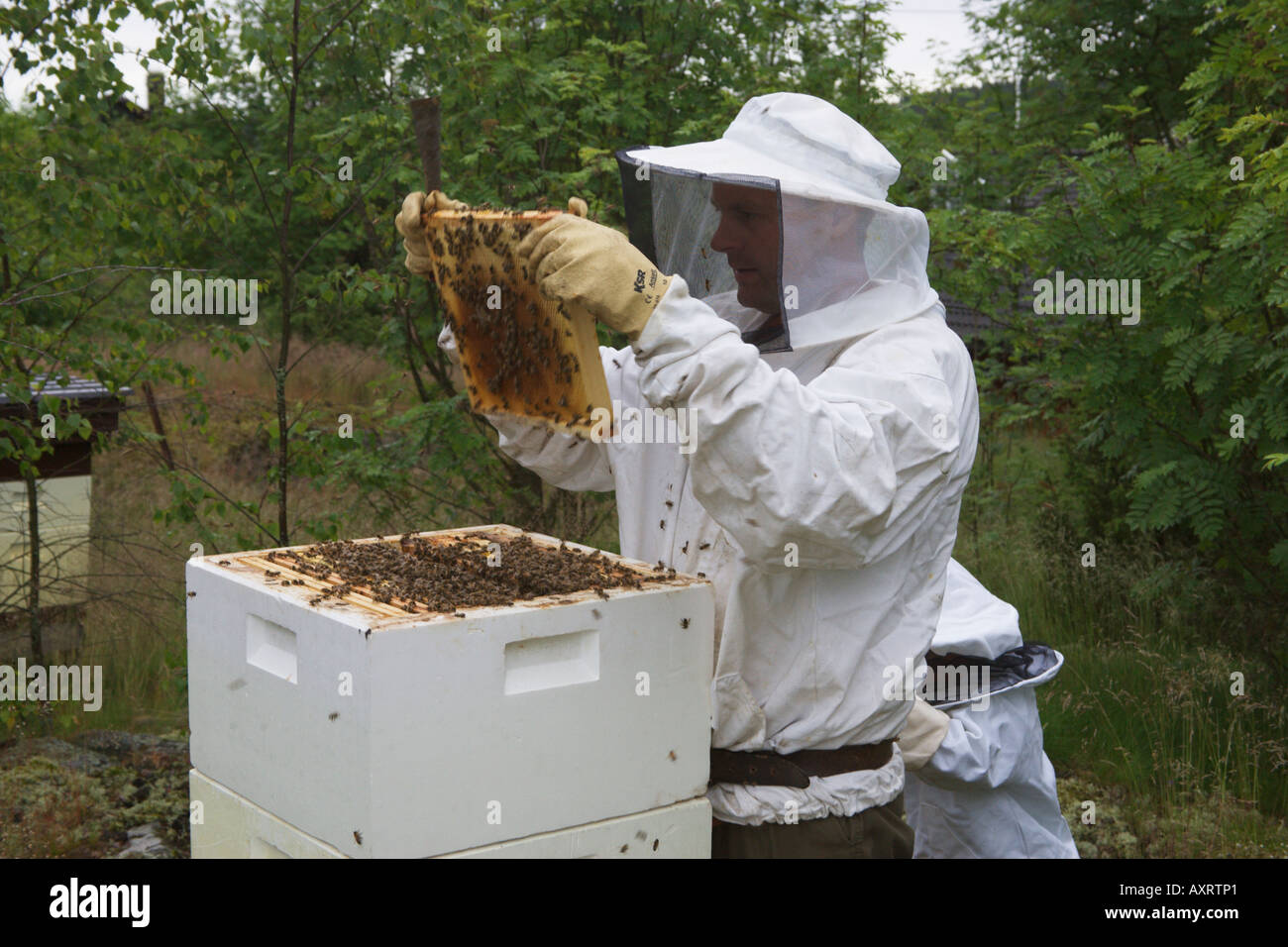 Beekeeper collecting honey Stock Photo - Alamy