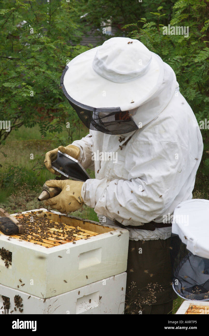 Beekeeper smoking bees out of a hive Stock Photo - Alamy