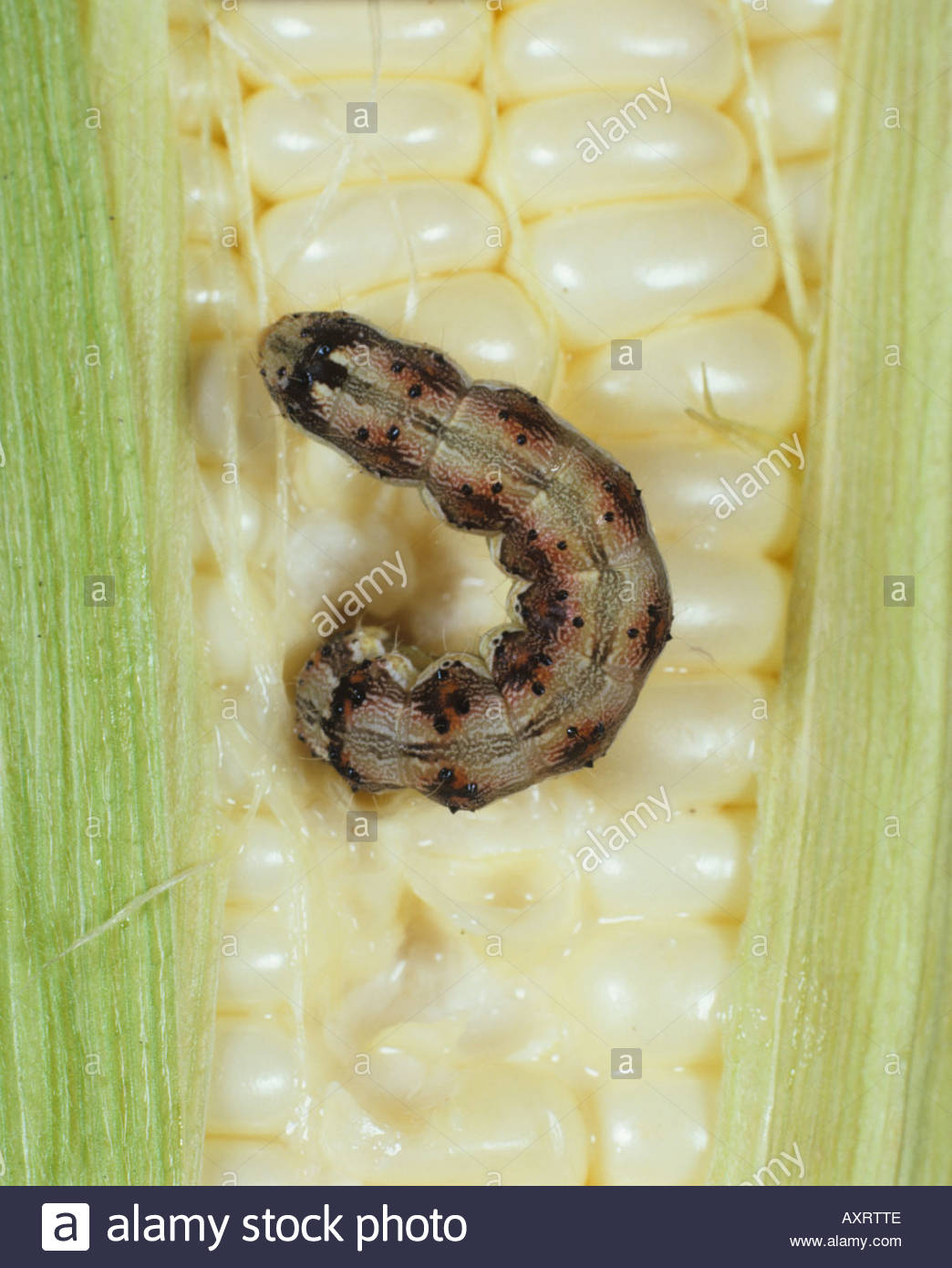 Bollworm Feeding High Resolution Stock Photography and Images - Alamy