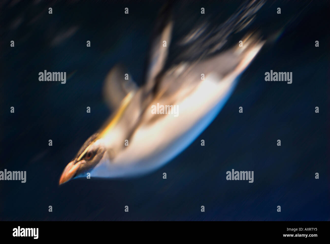 Rockhopper Penguin Eudyptes chrysocome swimming underwater captive ...