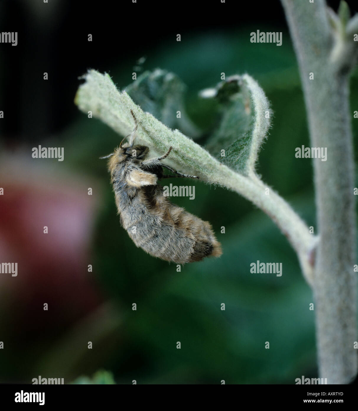 Wingless Moth High Resolution Stock Photography and Images - Alamy