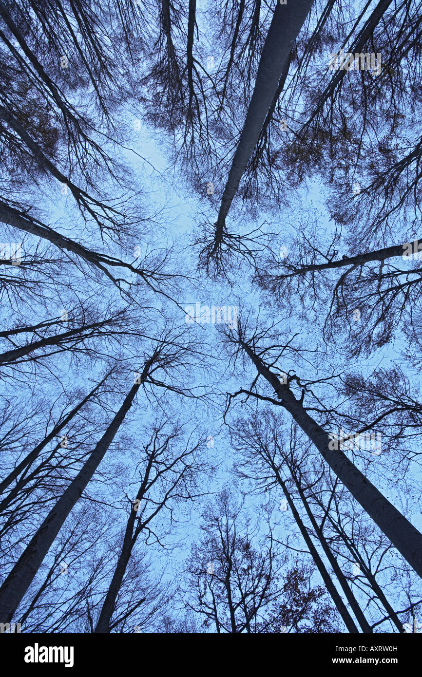 Beech tree canopy, blue sky dark grey trunks in late autumn, silhouette ...