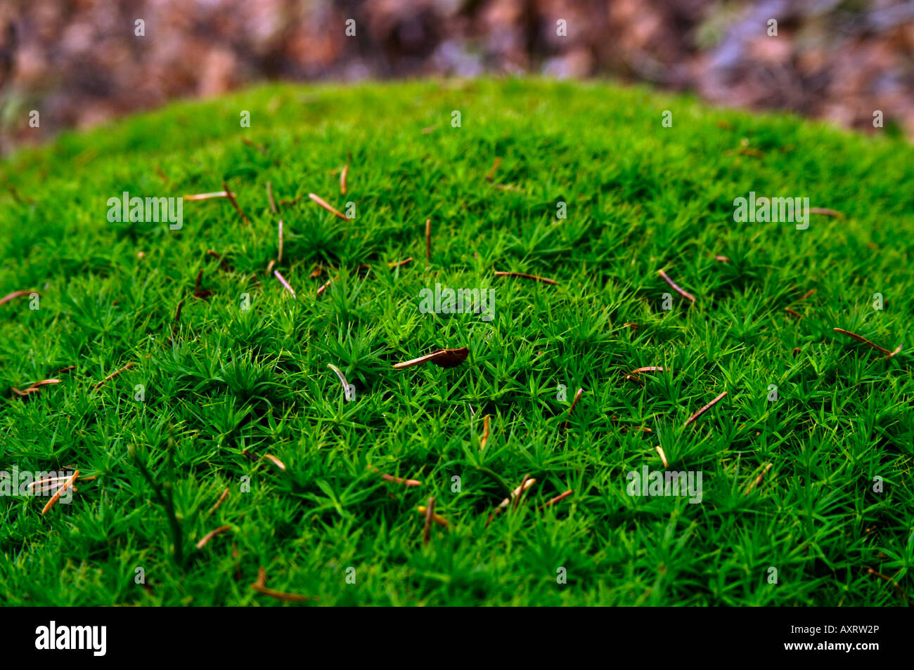 Wet green moss close-up outdoors detail fresh Stock Photo - Alamy