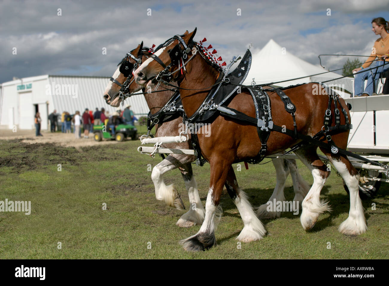 DRAFT HORSES; heavy horse Stock Photo - Alamy