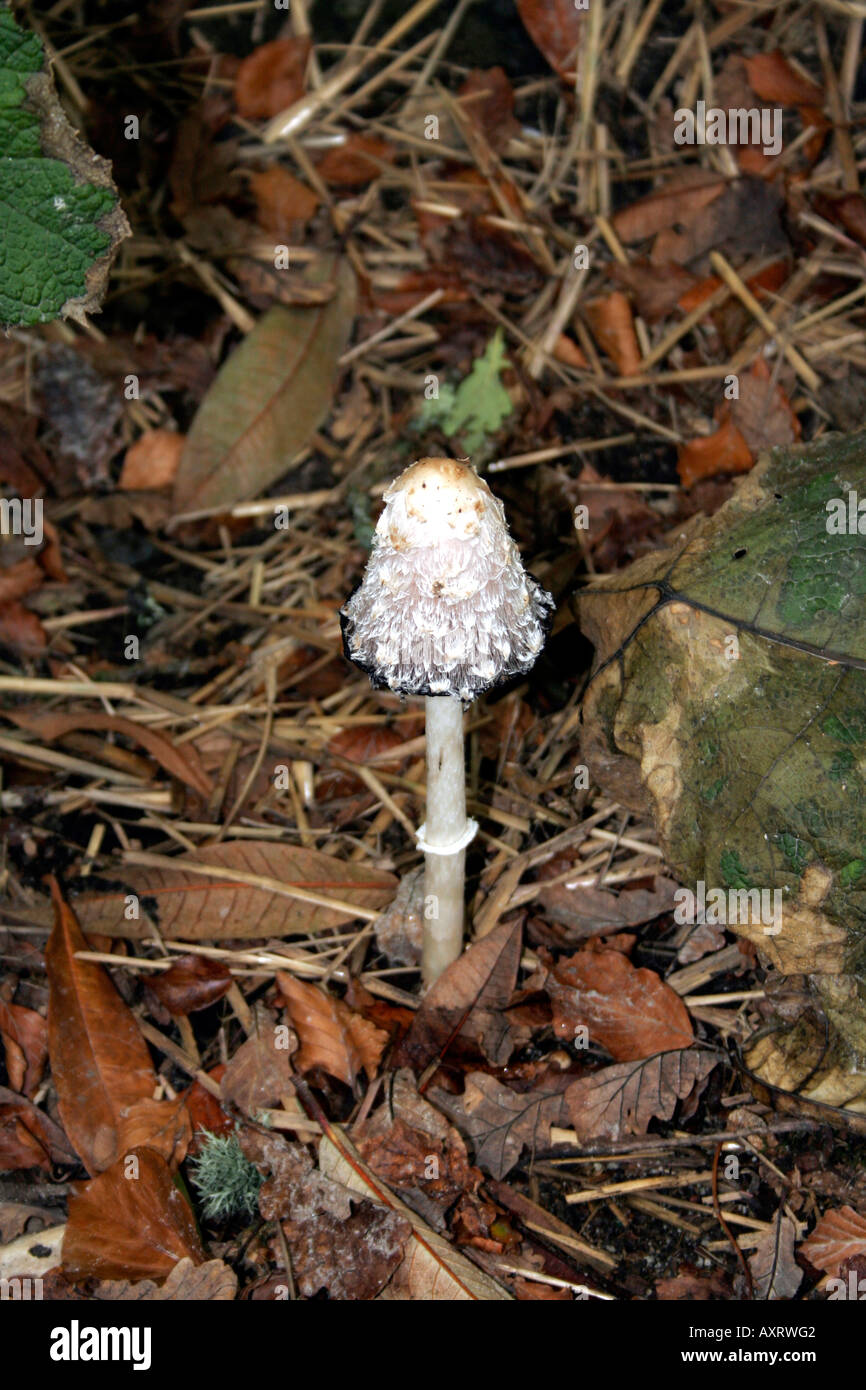 Floccose scales hi-res stock photography and images - Alamy