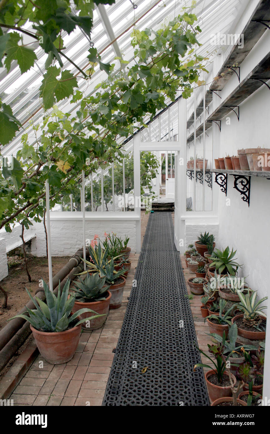 PAXTON VICTORIAN VINERY AND VINES. CORNWALL ENGLAND Stock Photo - Alamy