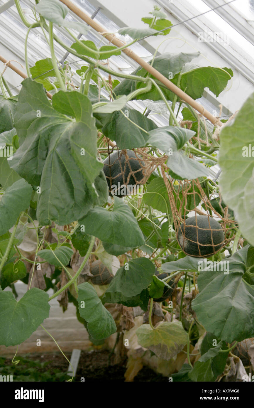 . MELON JENNY LIND GROWING IN A GREENHOUSE. CORNWALL ENGLAND Stock ...