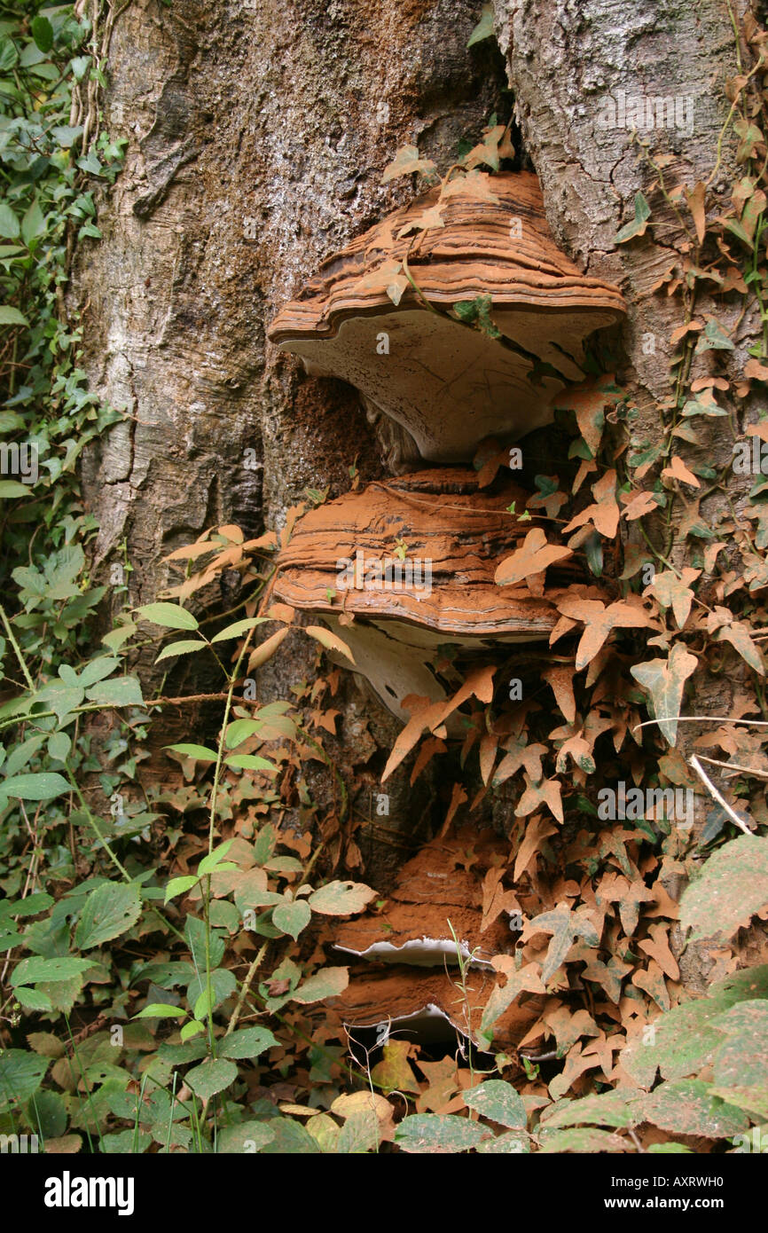 Hoof bracket fungus hi-res stock photography and images - Alamy