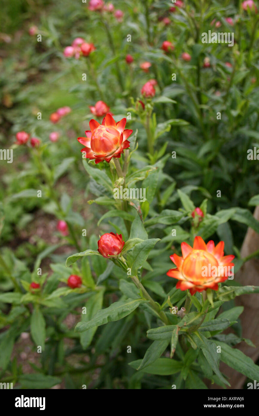 Helichrysum straw daisy hi-res stock photography and images - Alamy