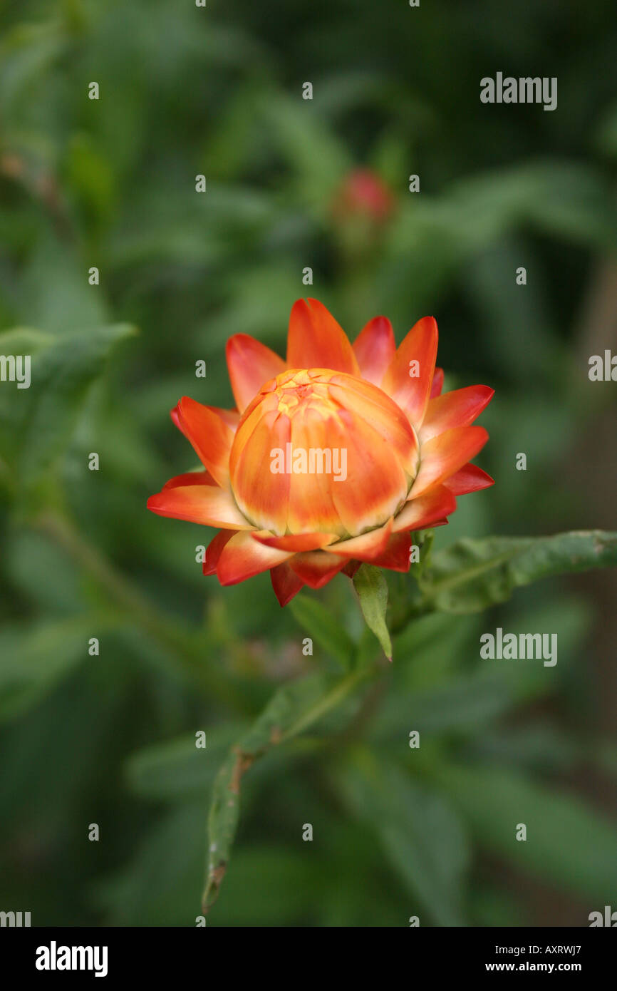 Helichrysum straw daisy hi-res stock photography and images - Alamy