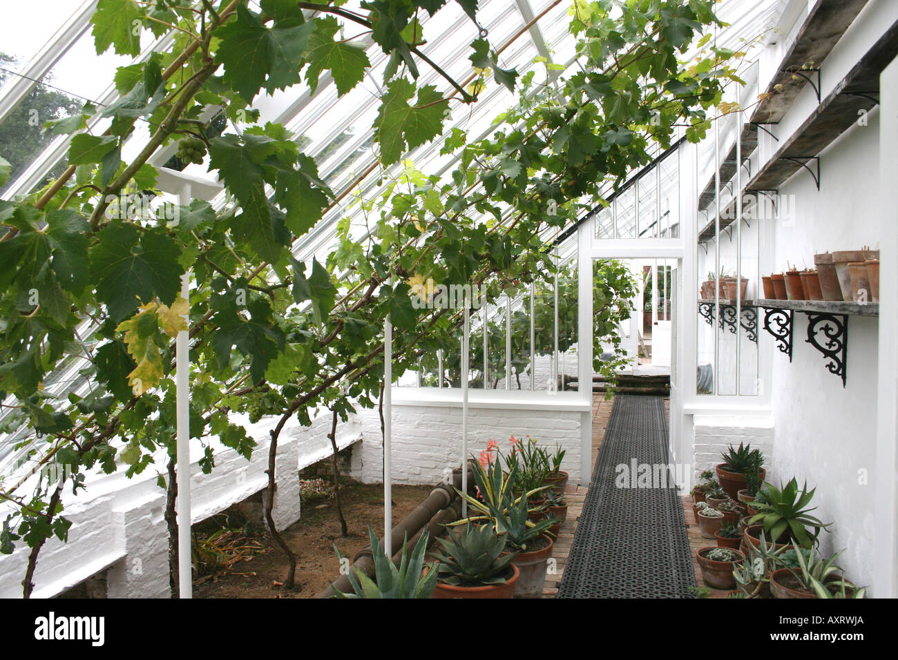 PAXTON VICTORIAN VINERY AND VINES. CORNWALL ENGLAND Stock Photo - Alamy