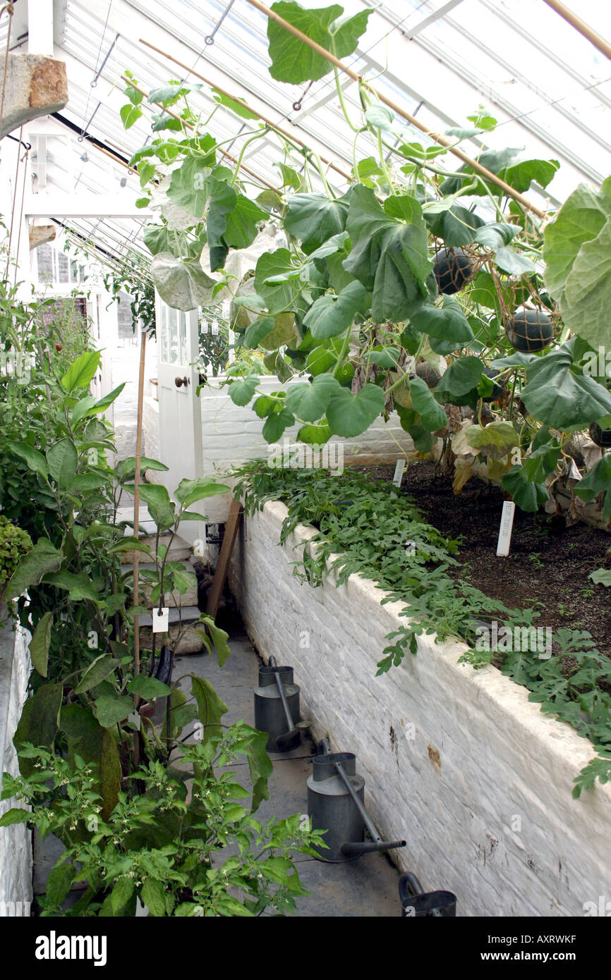Melon jenny lind hi-res stock photography and images - Alamy