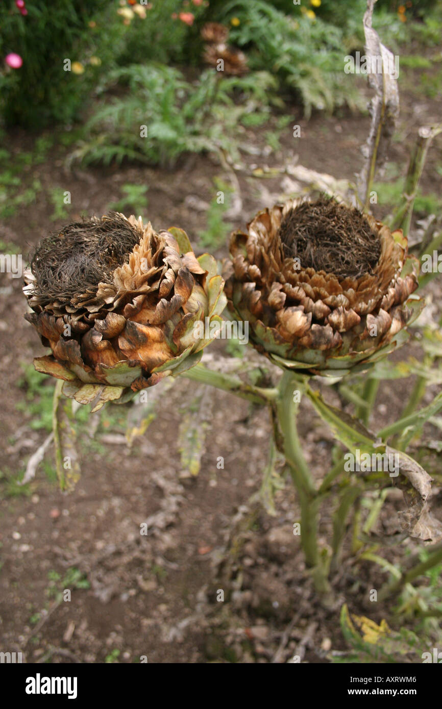 SEED-HEAD OF CYNARA CARDUNCULUS. CARDOON Stock Photo - Alamy