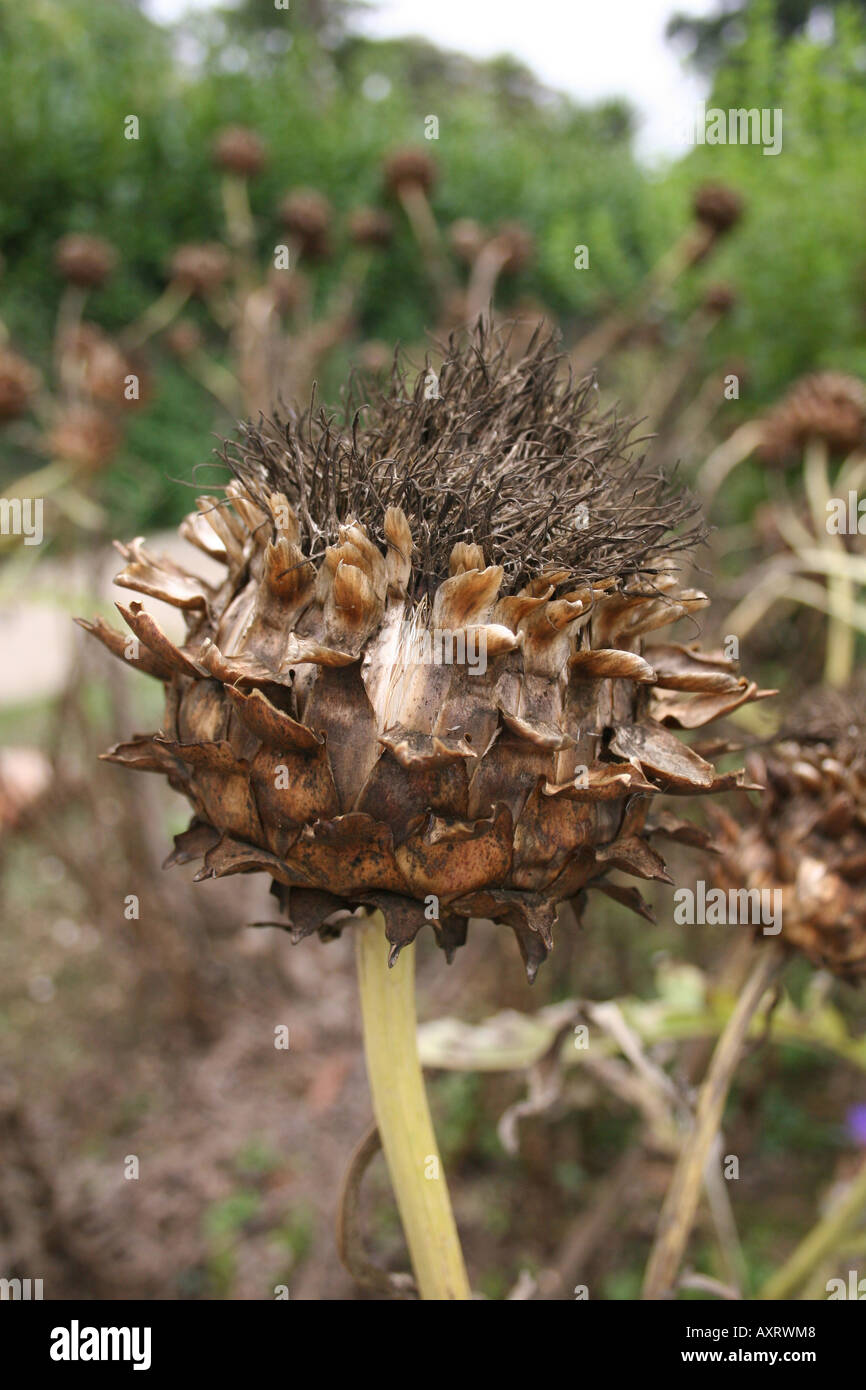 SEED-HEAD OF CYNARA CARDUNCULUS. CARDOON Stock Photo - Alamy