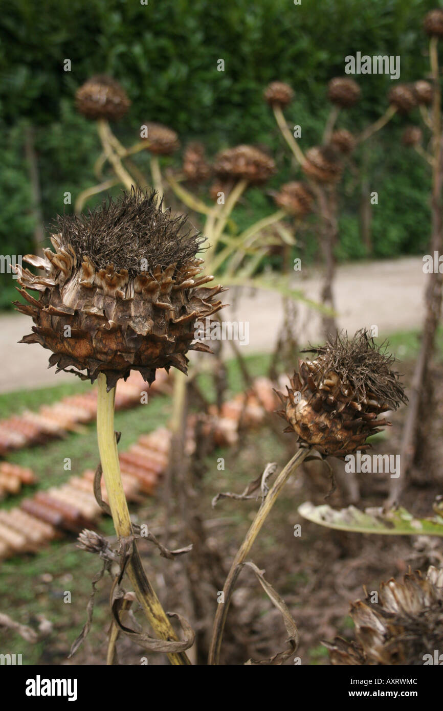 SEED-HEAD OF CYNARA CARDUNCULUS. CARDOON Stock Photo - Alamy