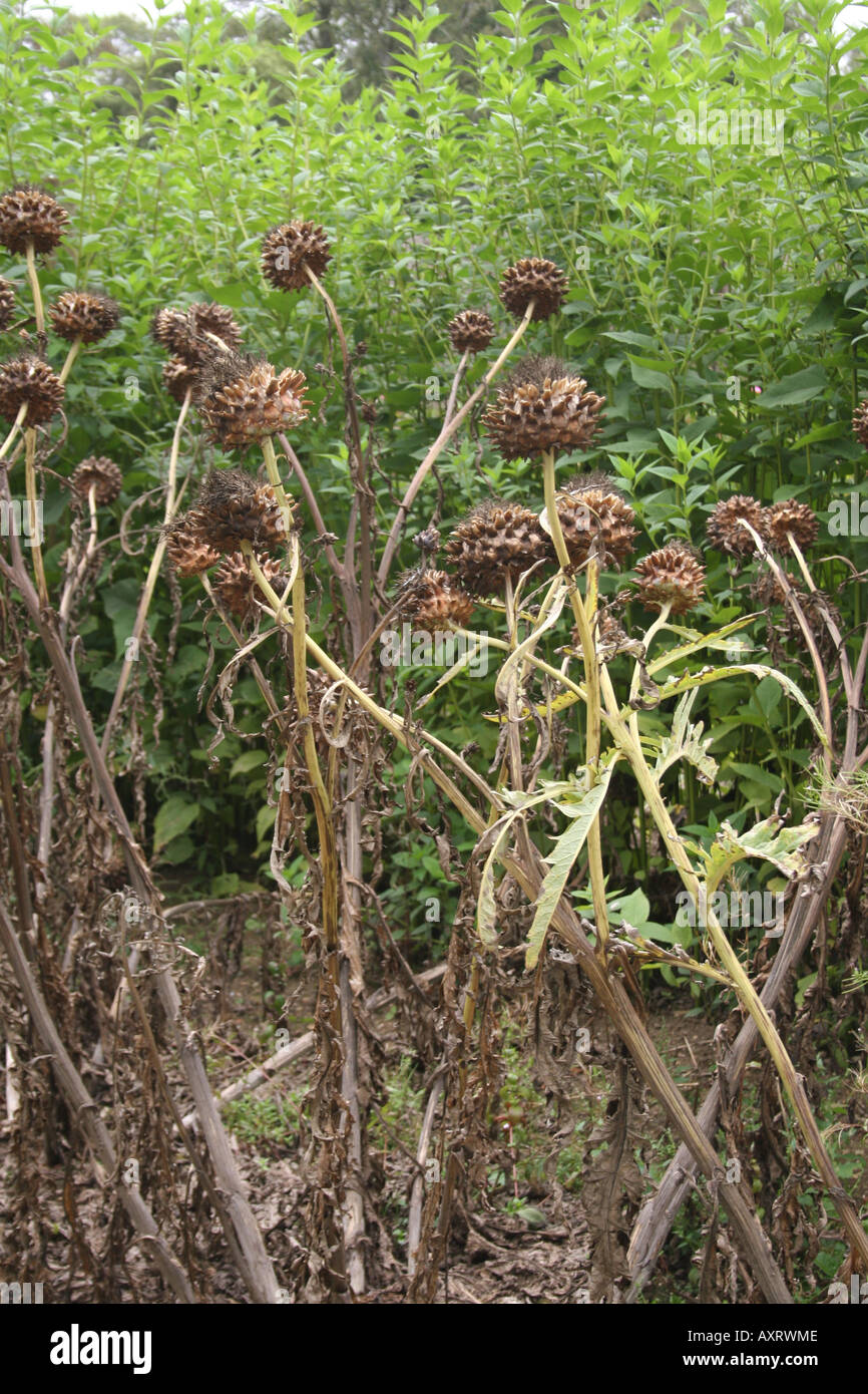 Seed forming plants hi-res stock photography and images - Alamy