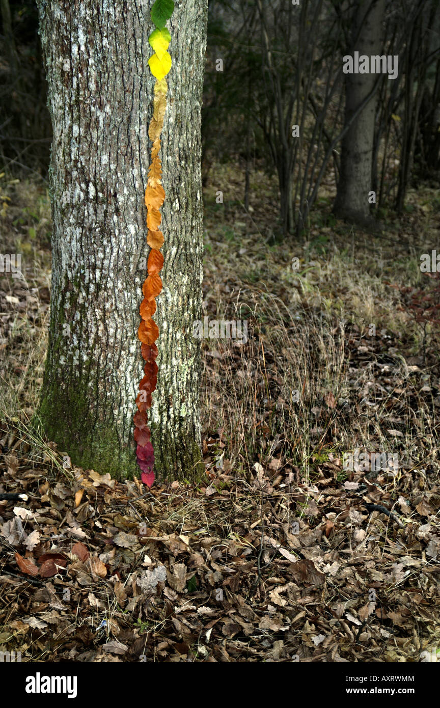 Land art landart colourful leaves aligned sorted colour tree trunk ...