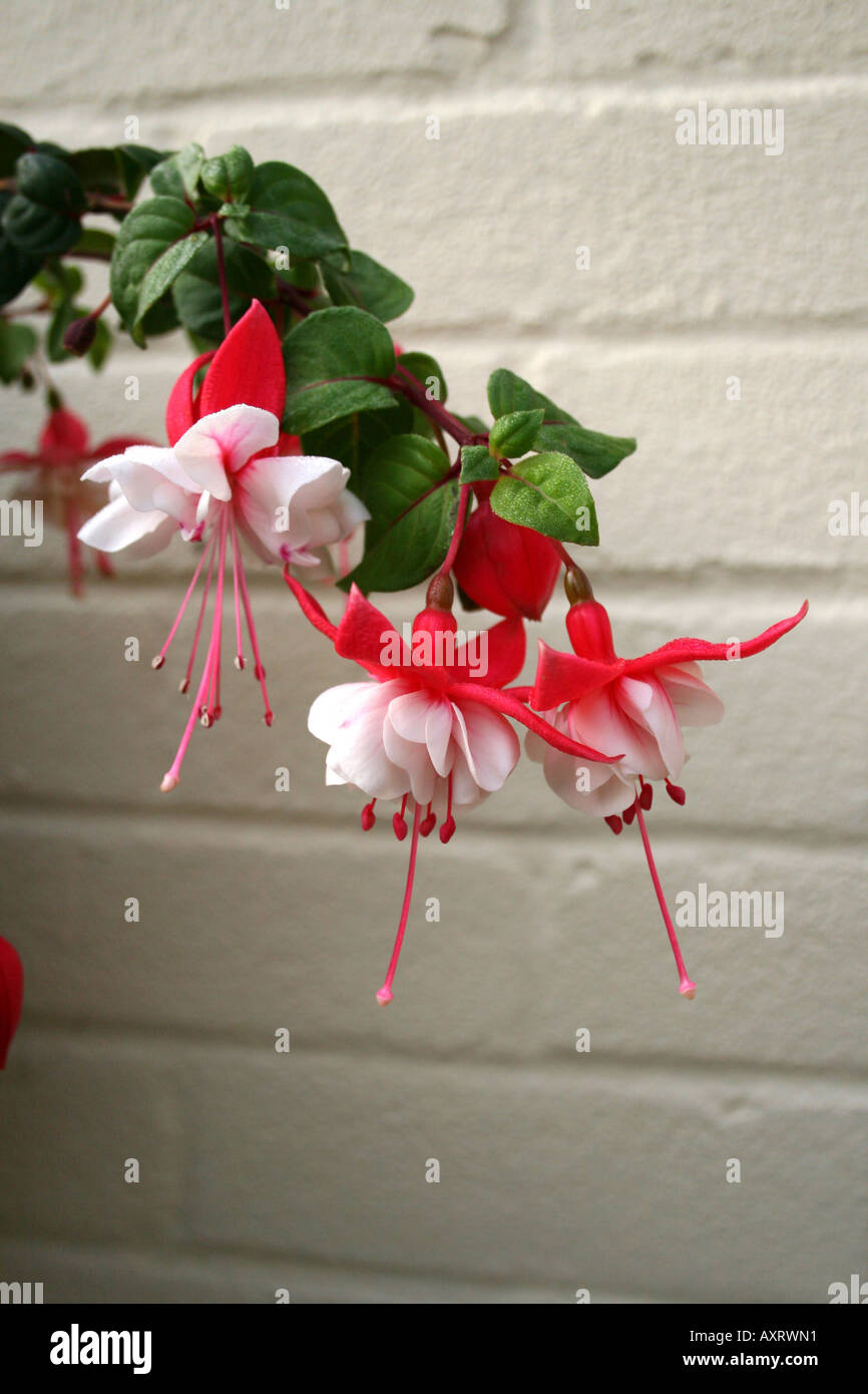 Trailing fuchsia swingtime hi-res stock photography and images - Alamy