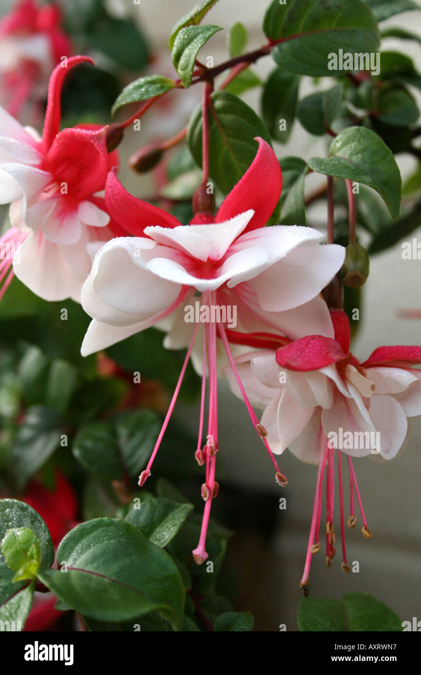 Trailing fuchsia hi-res stock photography and images - Alamy