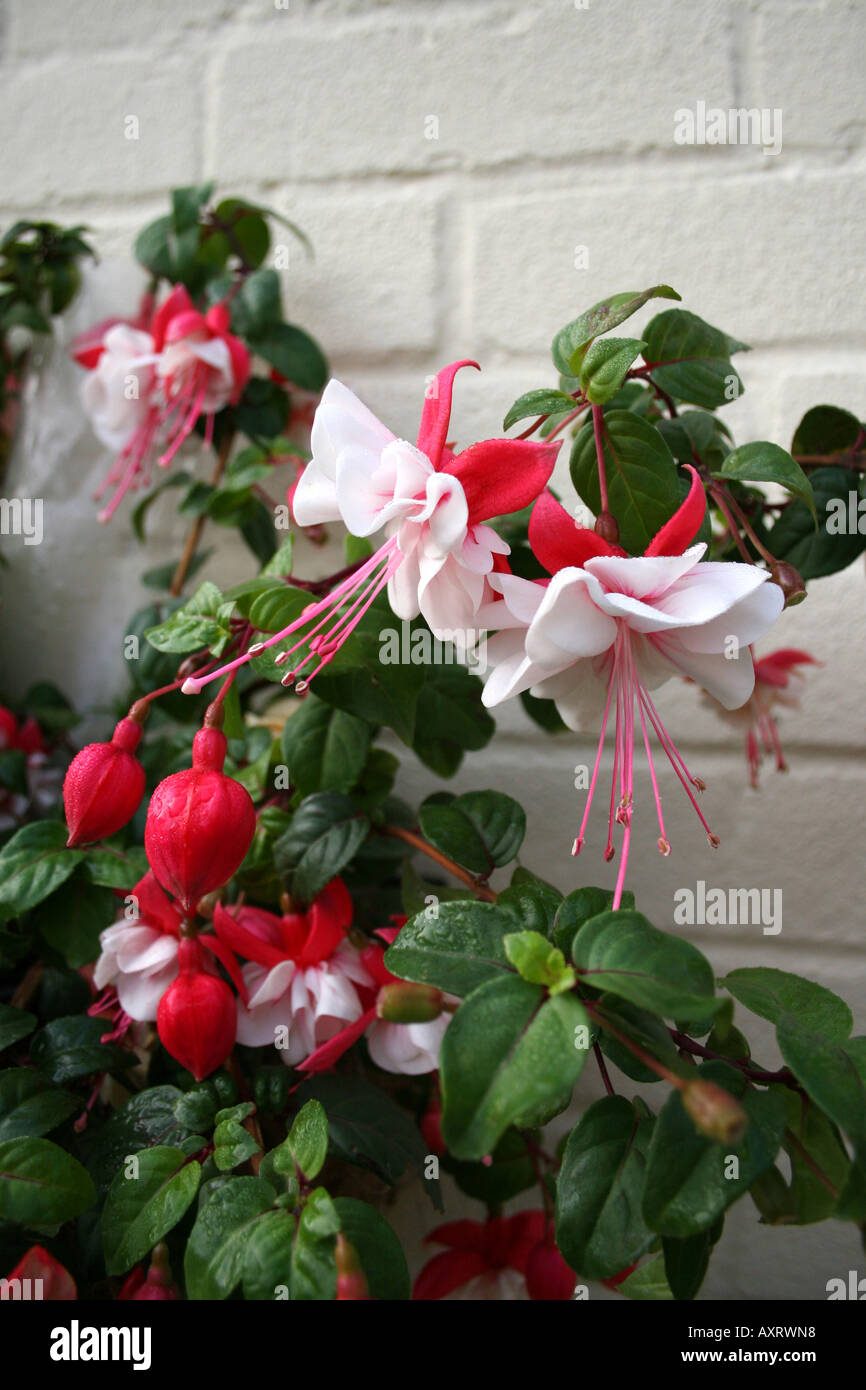 Fuchsia swingtime hi-res stock photography and images - Alamy
