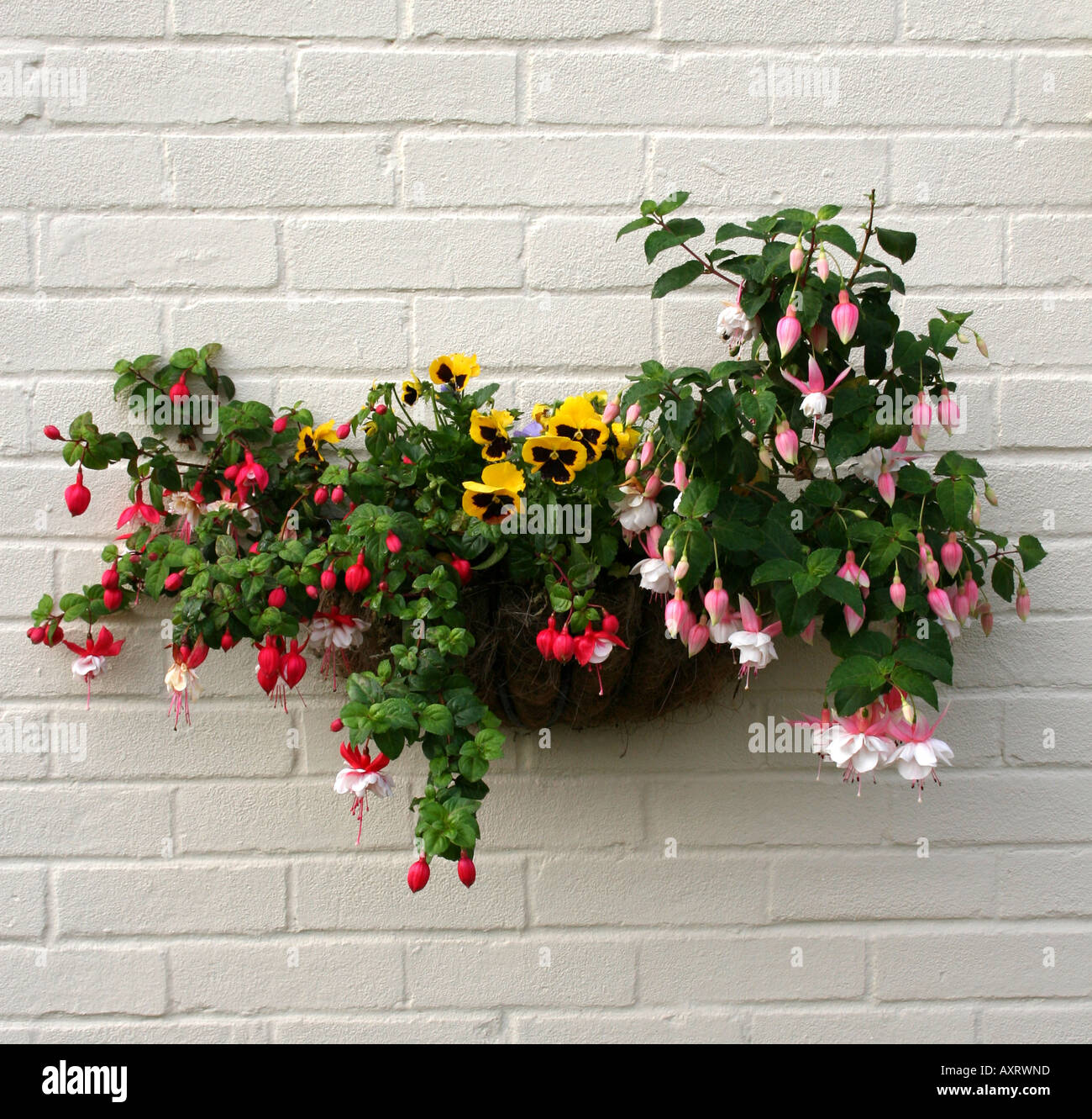 Trailing fuchsia hi-res stock photography and images - Alamy