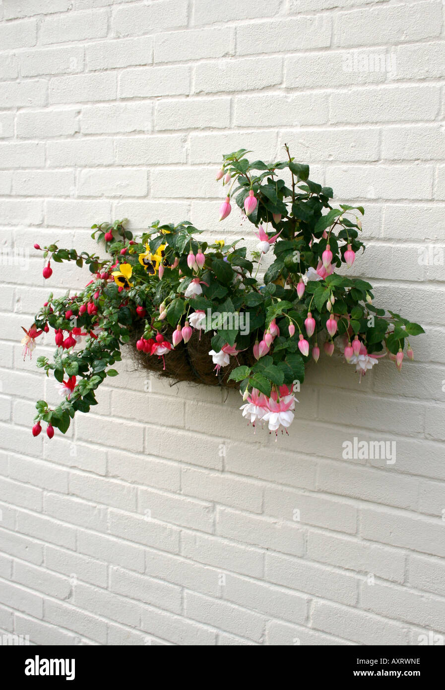 Trailing fuchsia hi-res stock photography and images - Alamy