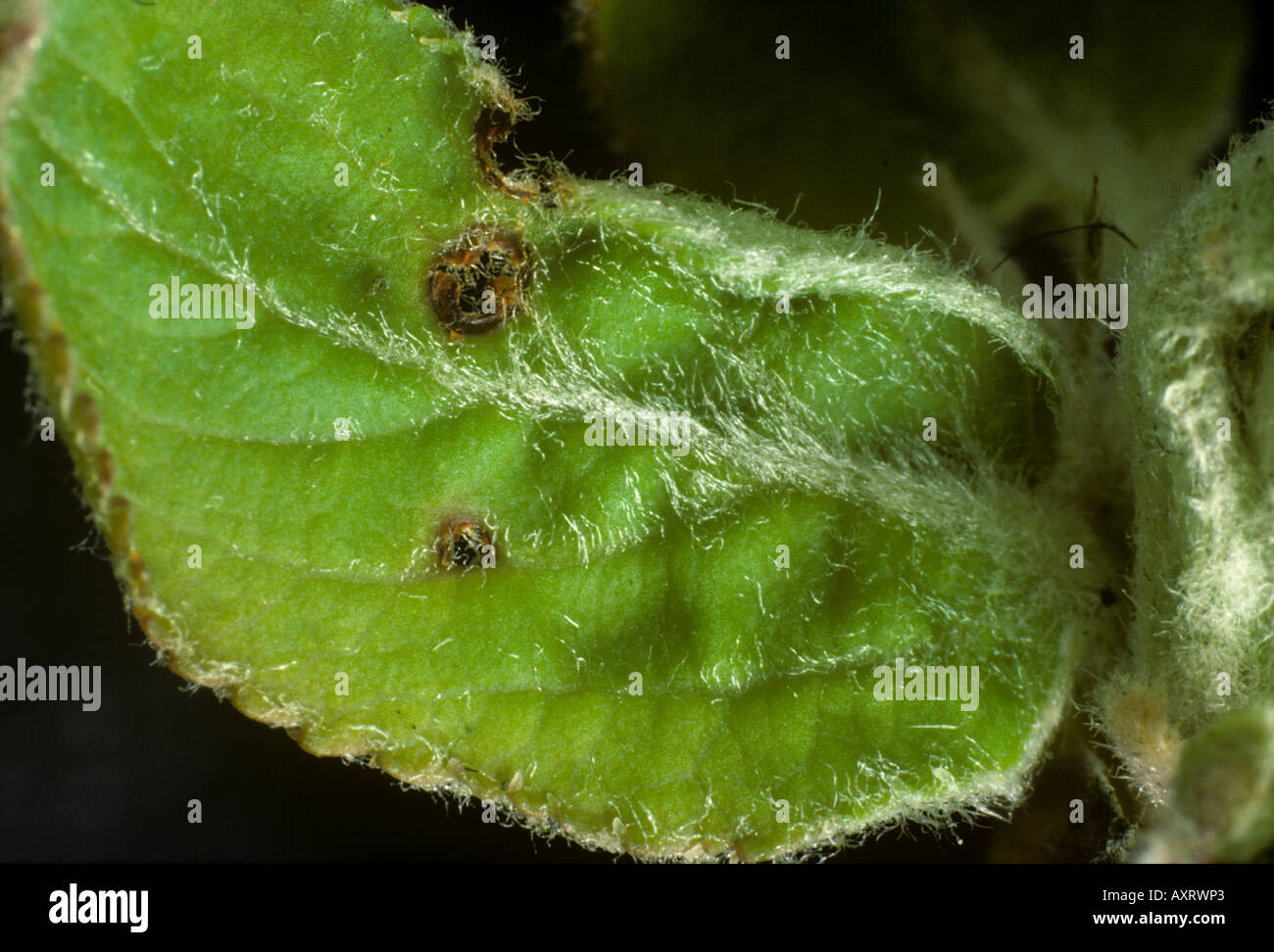 Winter moth apple leaf hi-res stock photography and images - Alamy