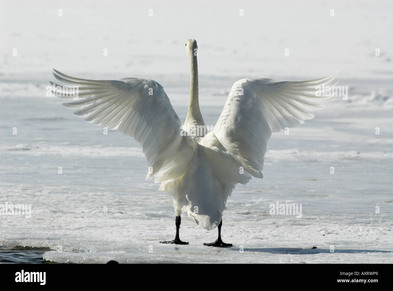 Whooper swan Cygnus cygnus standing on frozen lake flapping wings ...