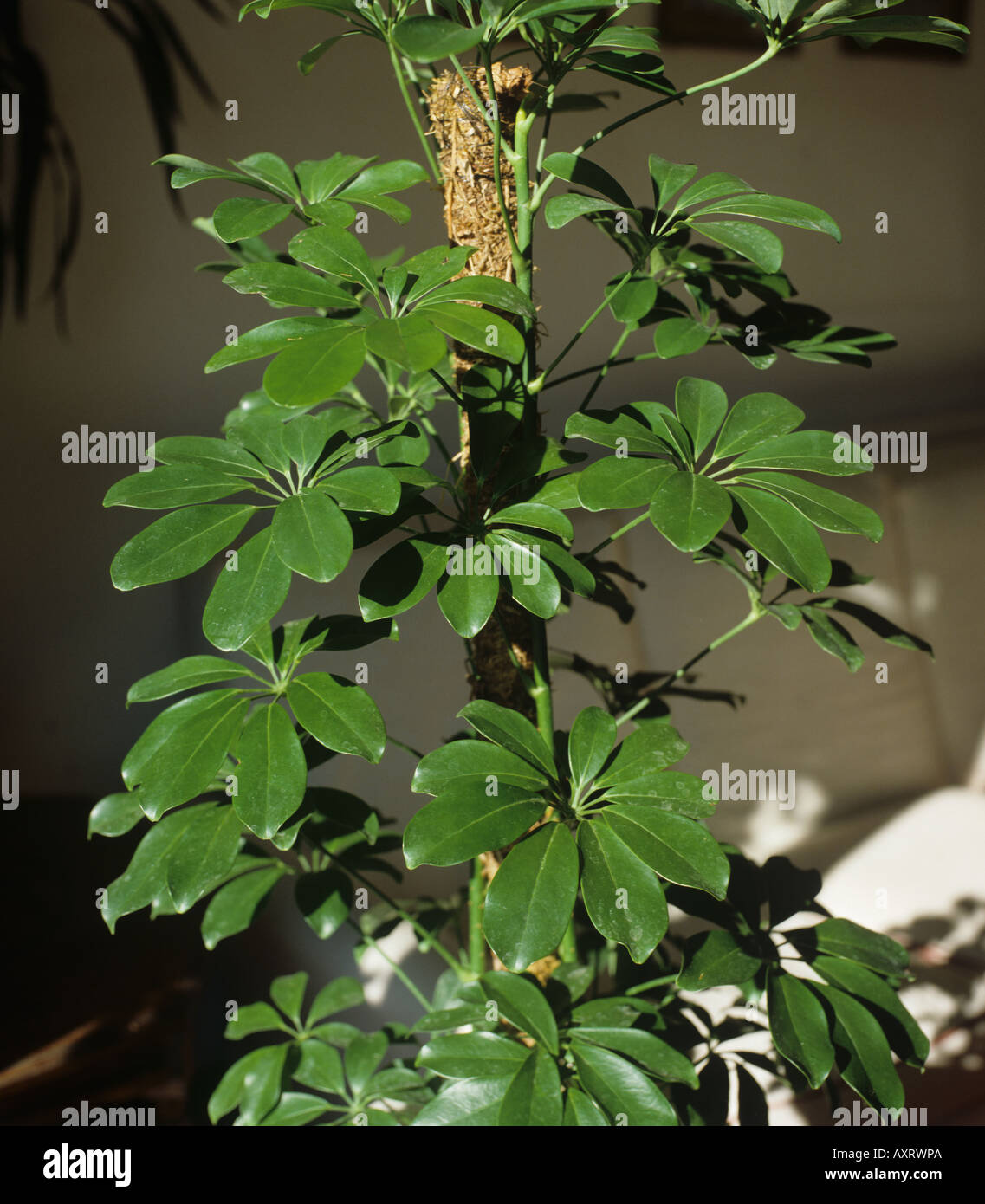 Umbrella Tree Schefflera arboricola house plant Stock Photo - Alamy