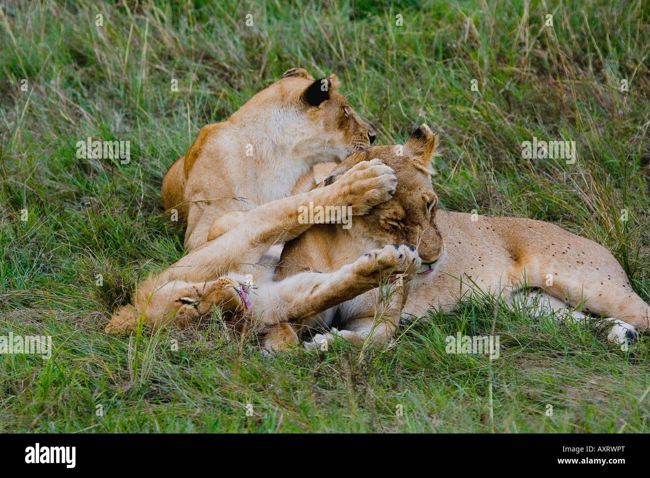 Lions lion cubs panthera hi-res stock photography and images - Alamy