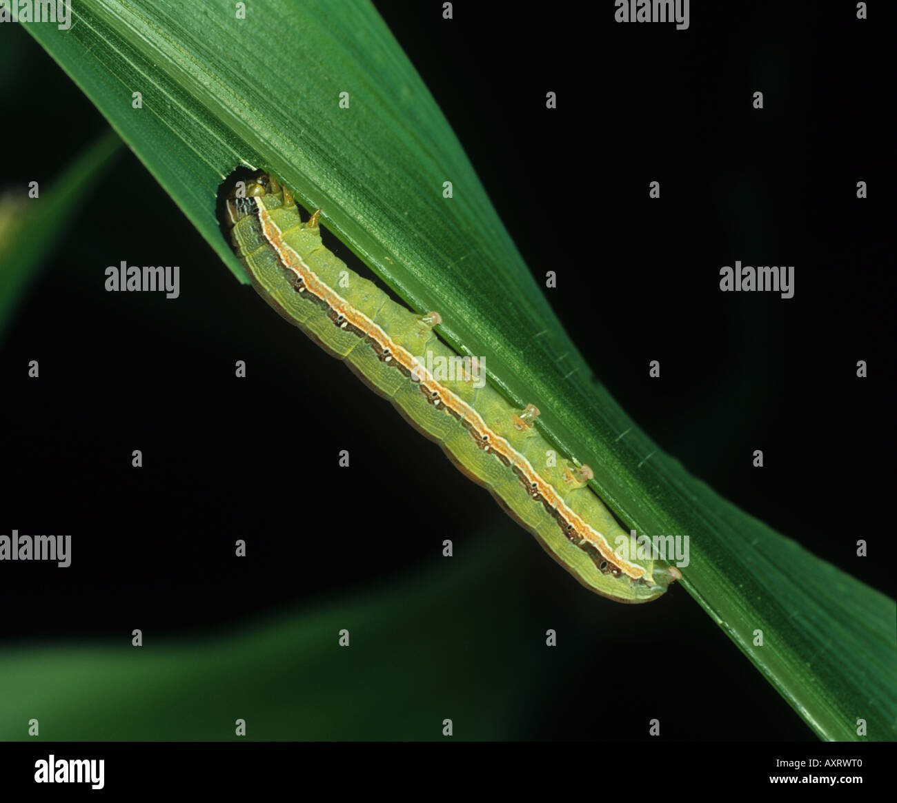 Solitary phase colouring of African armyworm Spodoptera exempta feeding ...