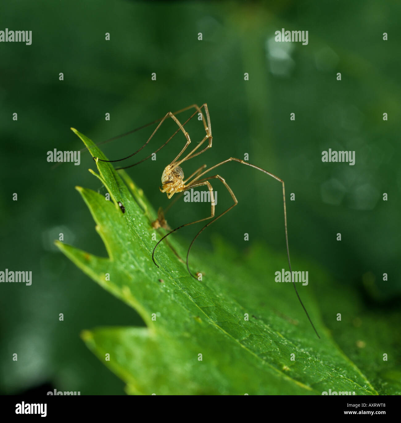 Harvestman Phalangium opilio adult with seven legs Stock Photo - Alamy