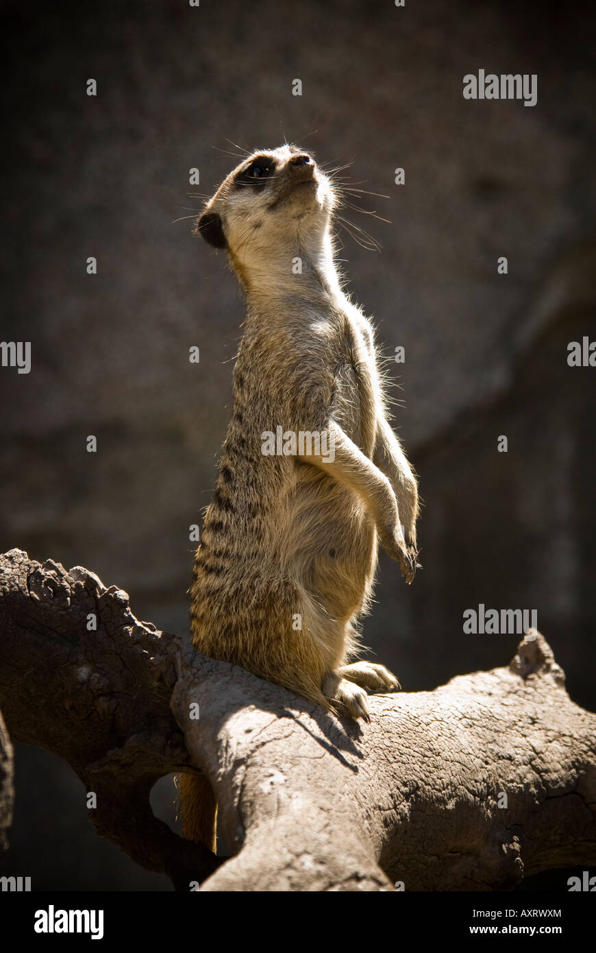 One Curious Meerkat Stock Photo - Alamy