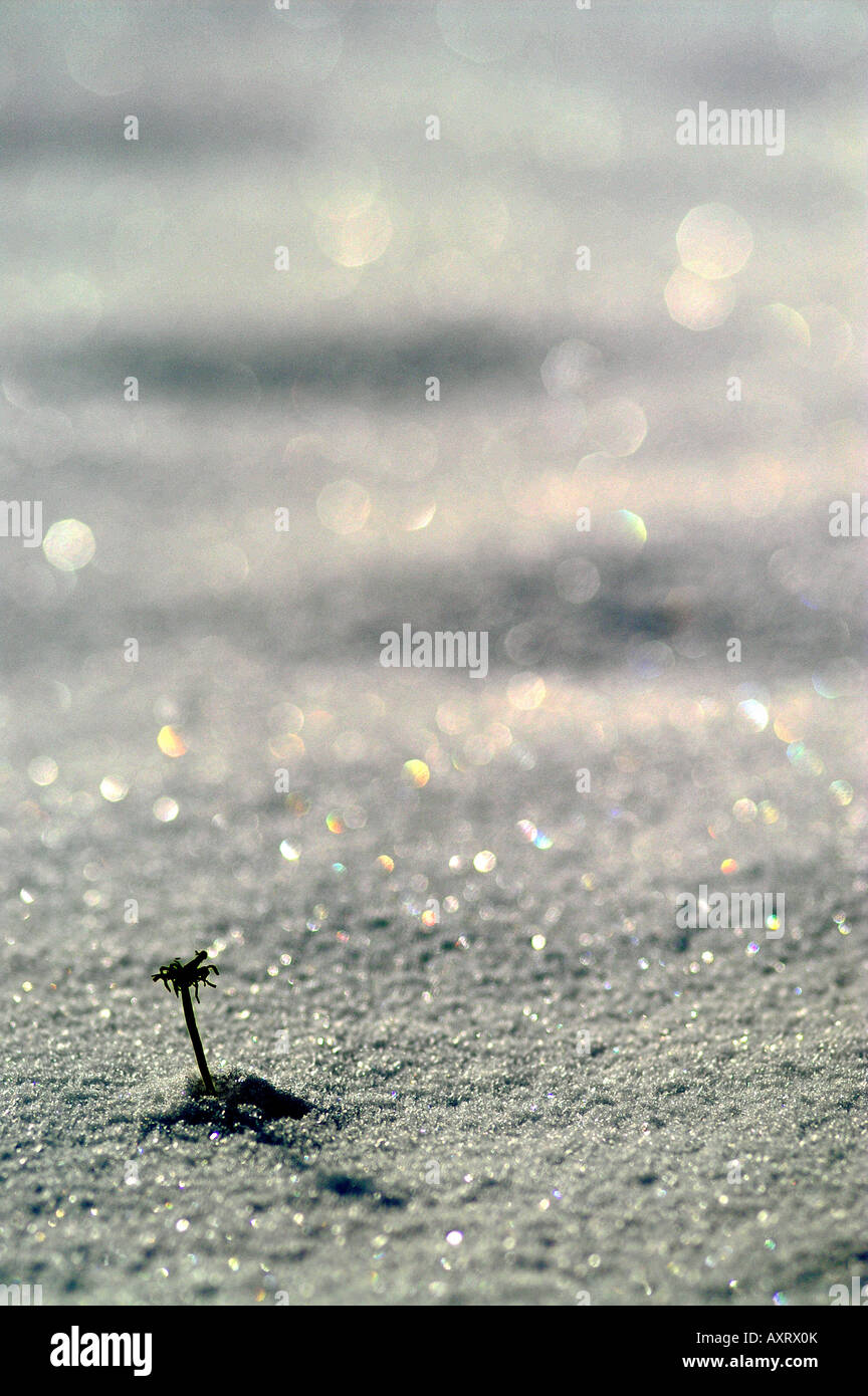 Tree small stalk stem snow detail close-up white winter abstraction ...