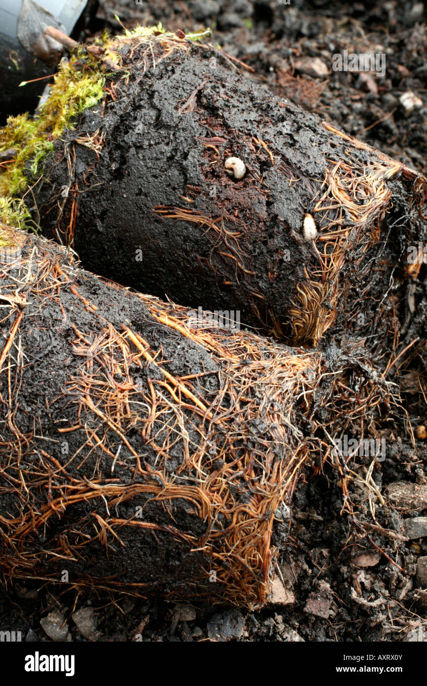 VULNERABLE PLANTS GROWN IN POTS ARE MORE PRONE TO VINE WEEVIL LARVAE ...