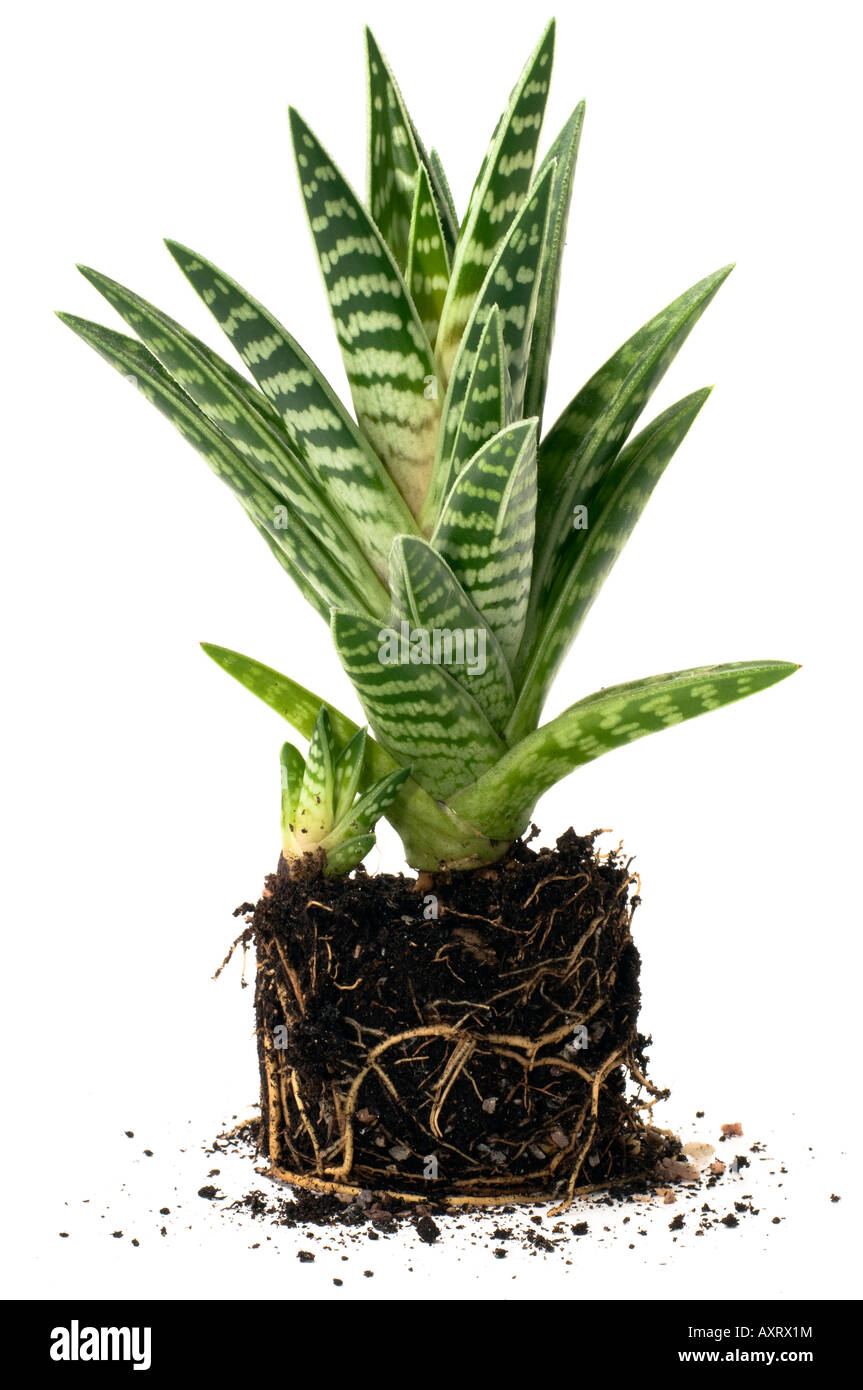 Partridge breasted Aloe roots and ^cutting Stock Photo - Alamy