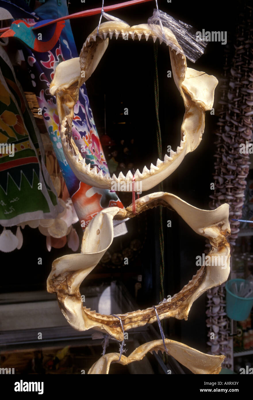 shark teeth, shark jaw, shark jaws, souvenirs, market, city of Phuket ...