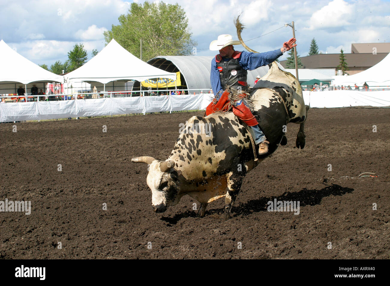 BULL RIDING. Cowboys pitting their skills against rough and vicious ...