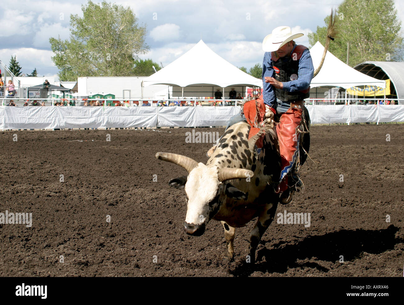 BULL RIDING. Cowboys pitting their skills against rough and vicious ...