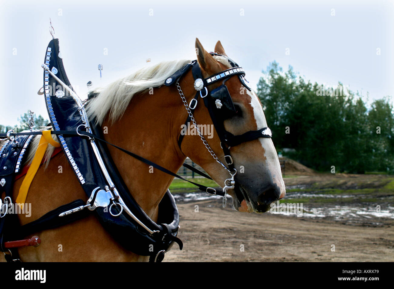DRAFT HORSES; heavy horse Belgian Stock Photo - Alamy