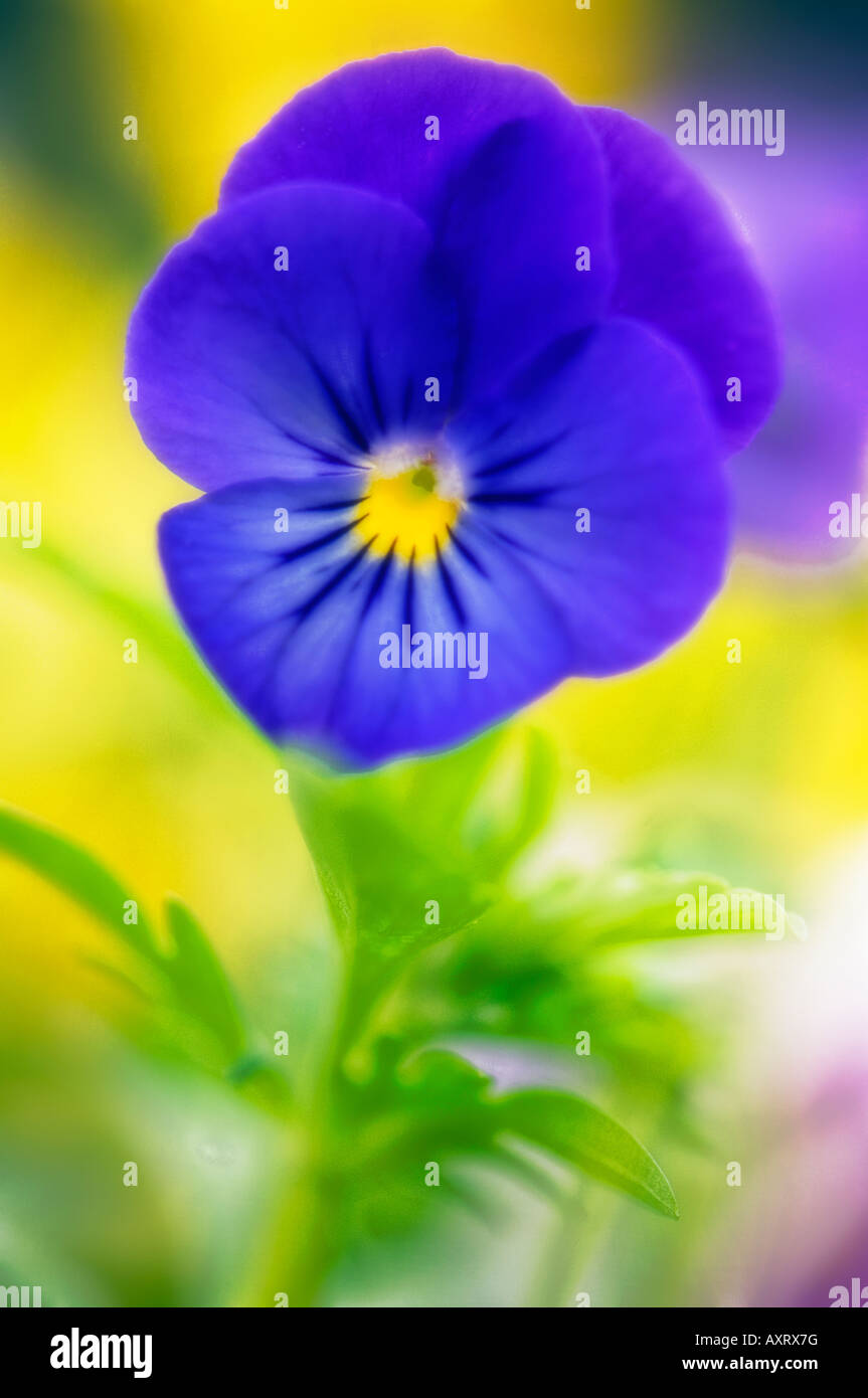 Blue Pansy Flower Stock Photo - Alamy