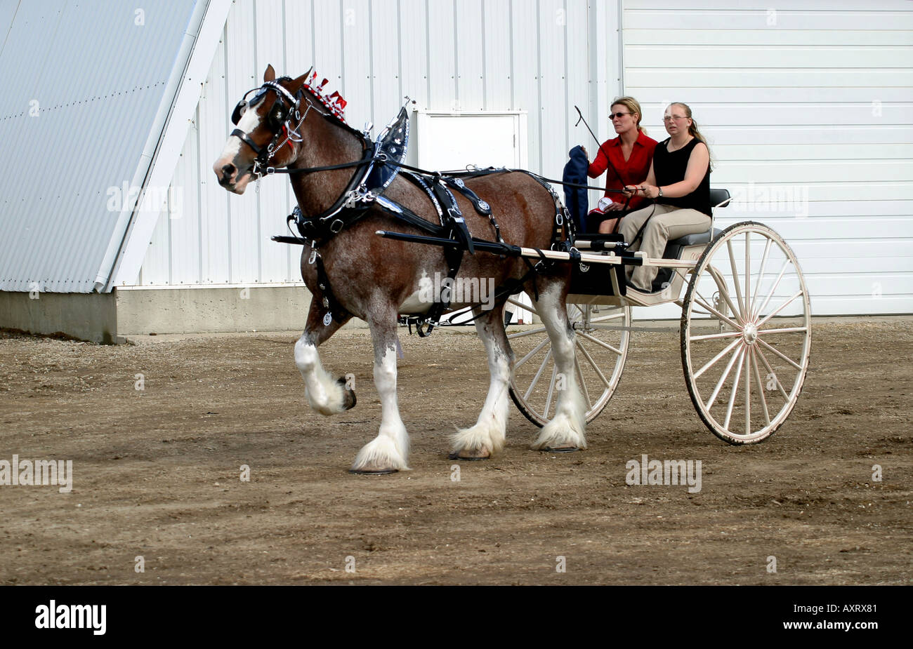 DRAFT HORSES; heavy horse Stock Photo - Alamy