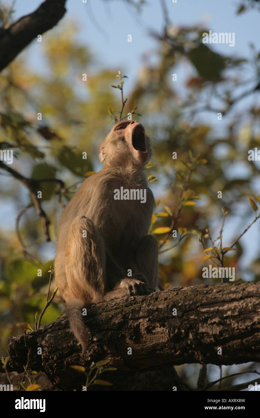 Rhesus Macaque Macaca mulatta Stock Photo - Alamy