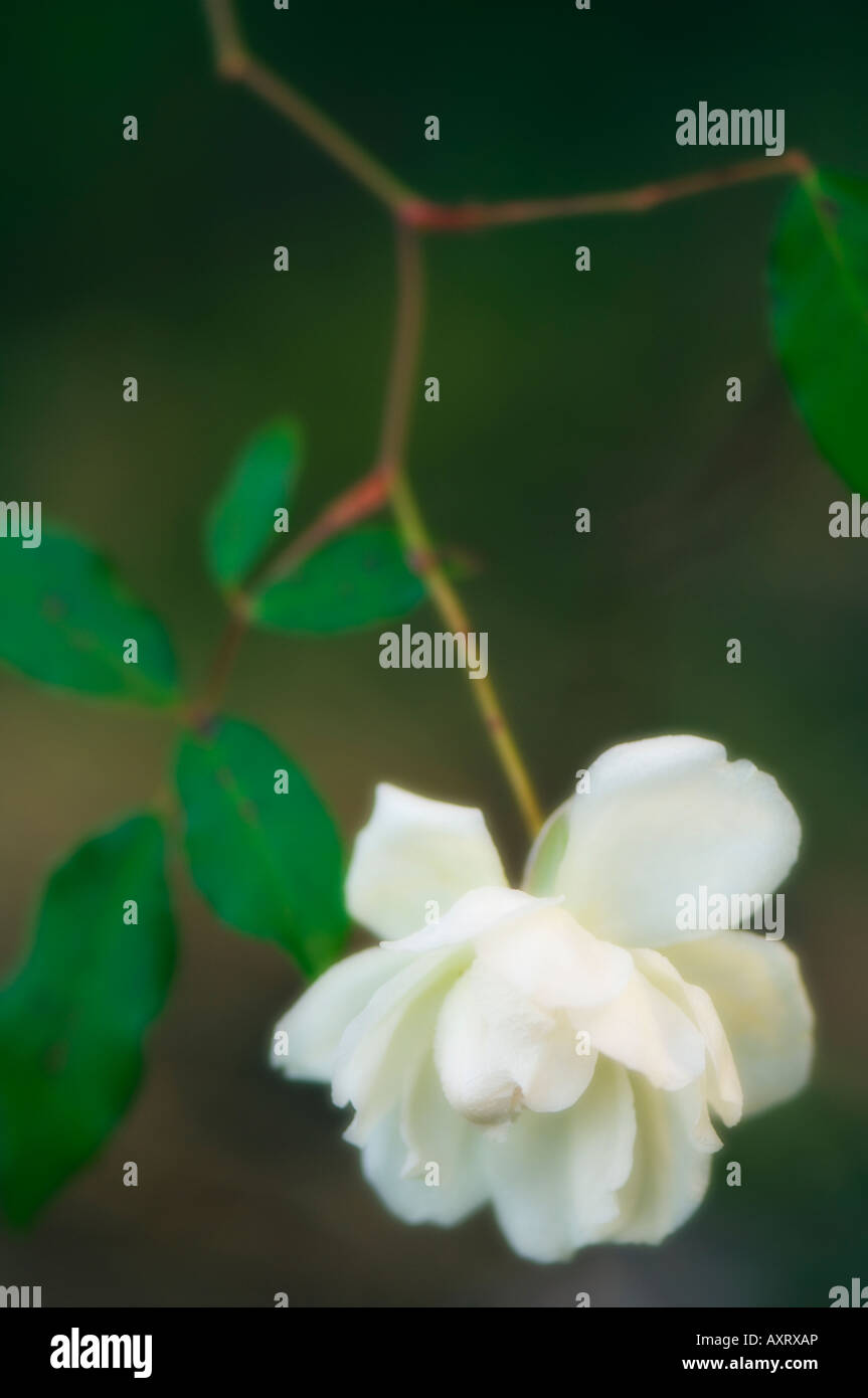 Nodding White Rose Flower Stock Photo - Alamy